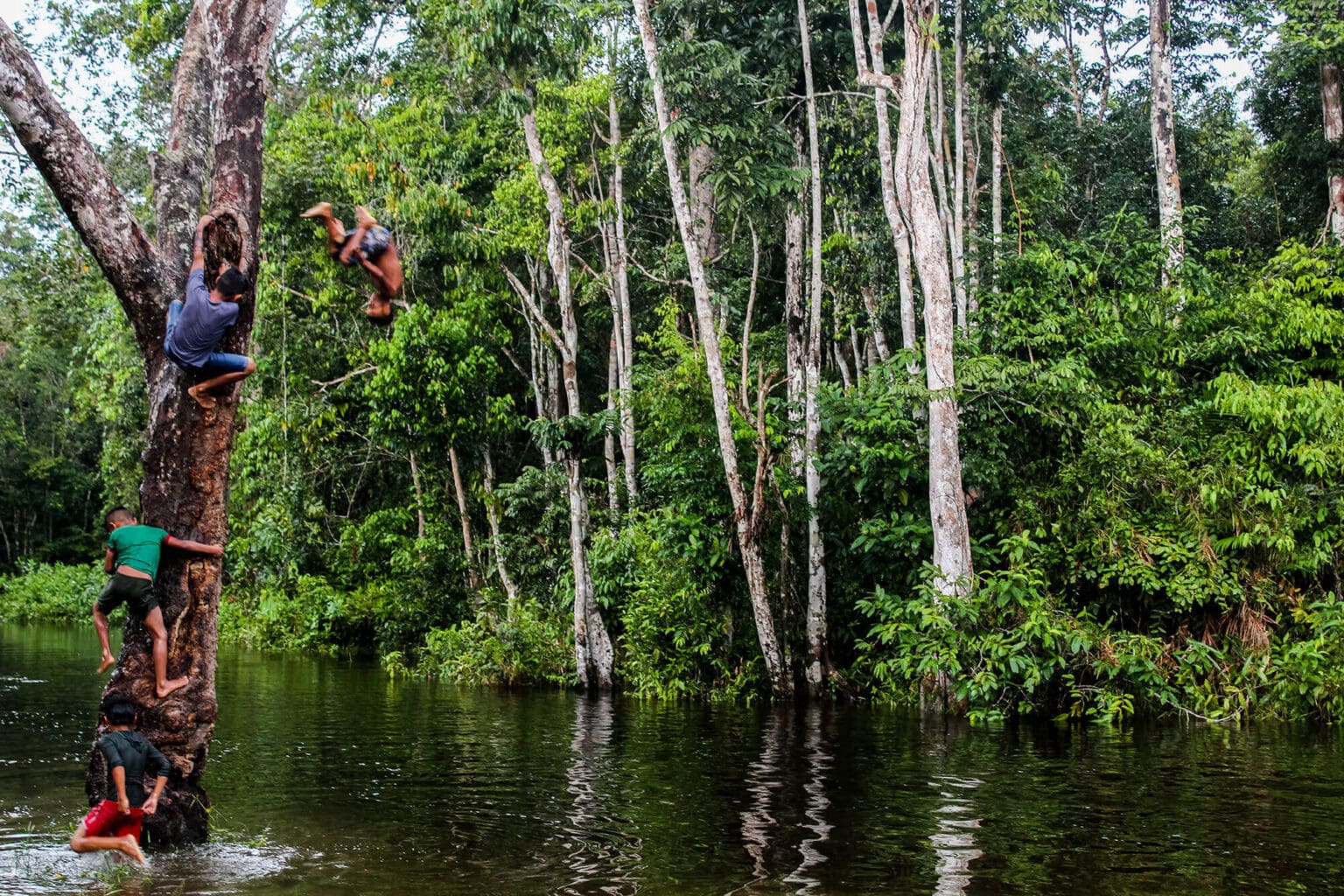 Forests, People, Climate